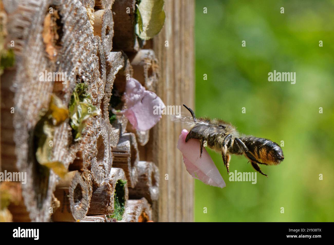 Wood-carving leafcutter bee (Megachile ligniseca) flying to an insect ...