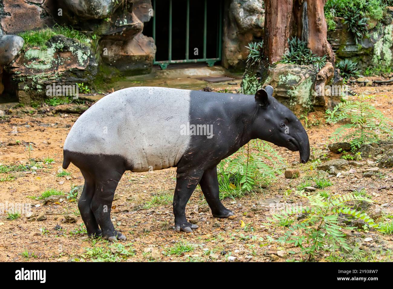 A Malayan tapir. It is the largest of the five species of tapir and the ...