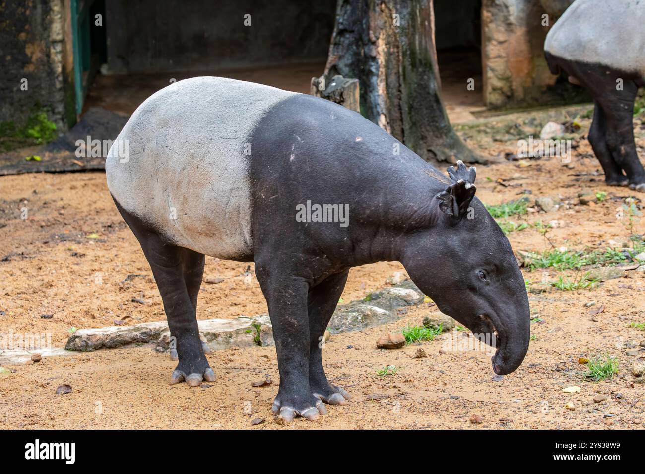 A Malayan tapir. It is the largest of the five species of tapir and the ...