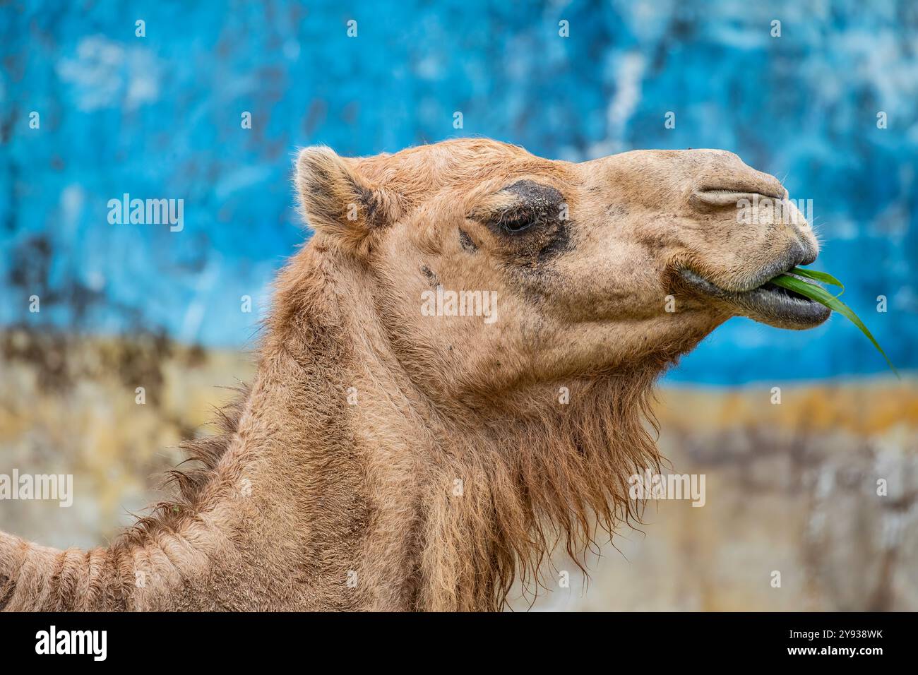 the closeup image of the The dromedary camel (Camelus dromedarius) head ...