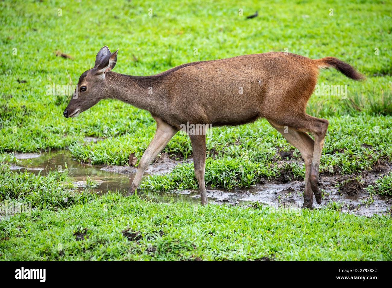 The closeup image of female sambar (Rusa unicolor). It is a large deer ...