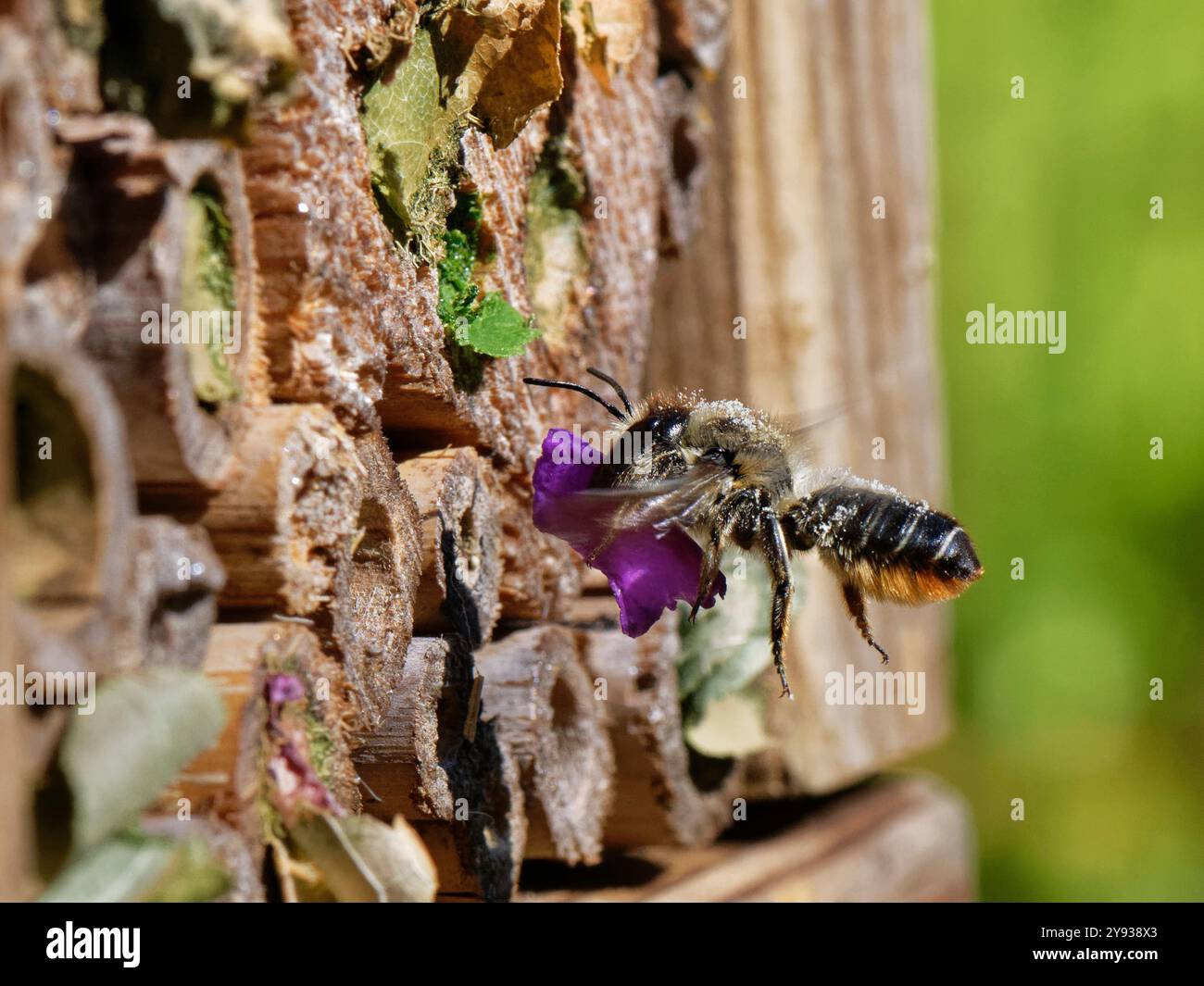 Wood-carving leafcutter bee (Megachile ligniseca) flying to an insect ...