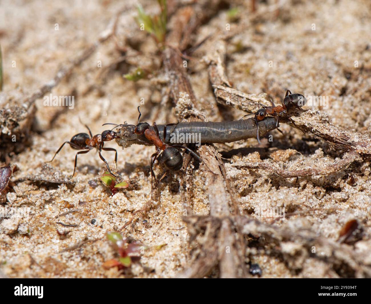 Three Wood ant (Formica rufa) workers dragging a caterpillar back to ...