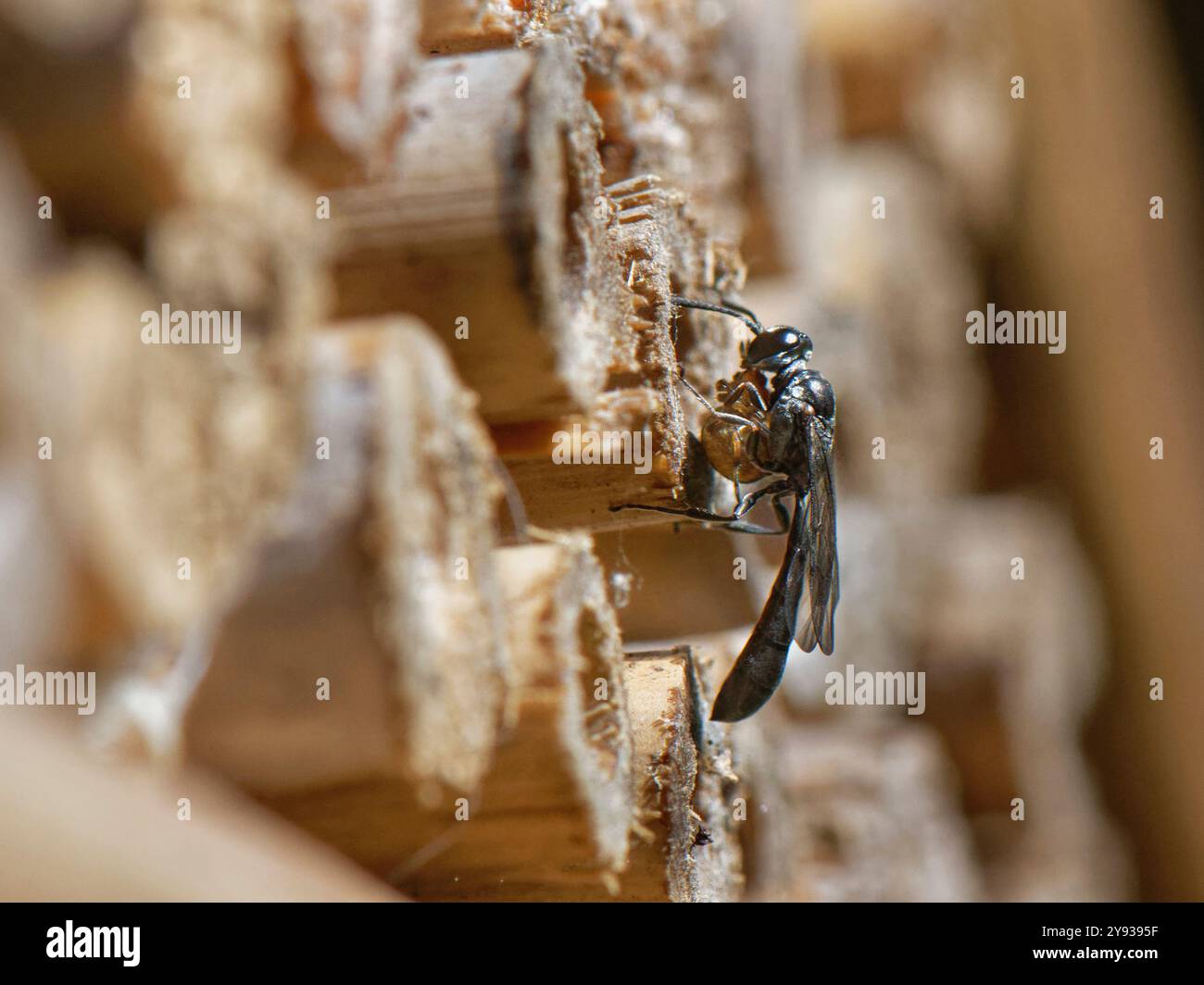 Hymenoptera building nest feed hi-res stock photography and images - Alamy