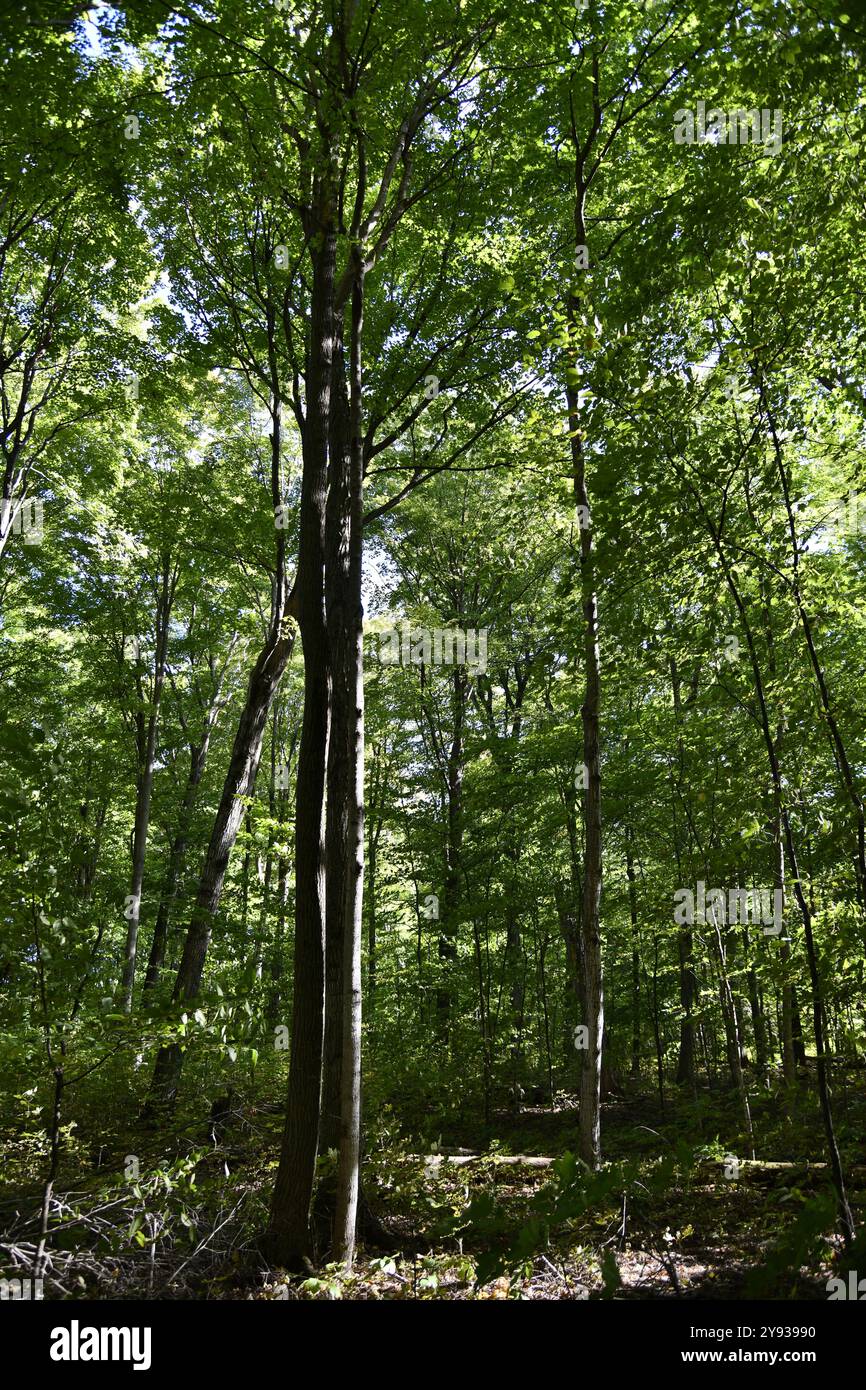 Large cedar stump with grey texture and design in sandy soil Stock ...