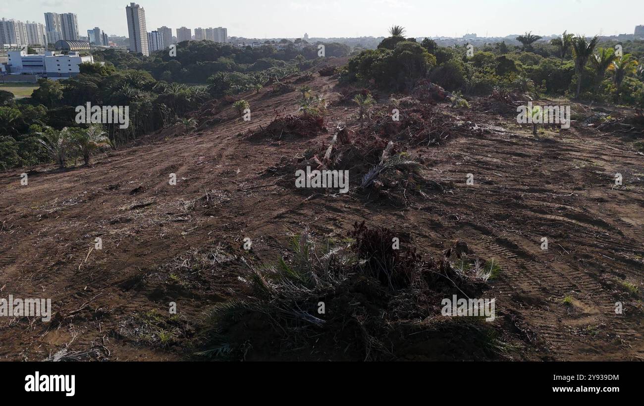 deforestation area of the Atlantic Forest salvador, bahia, brazil ...
