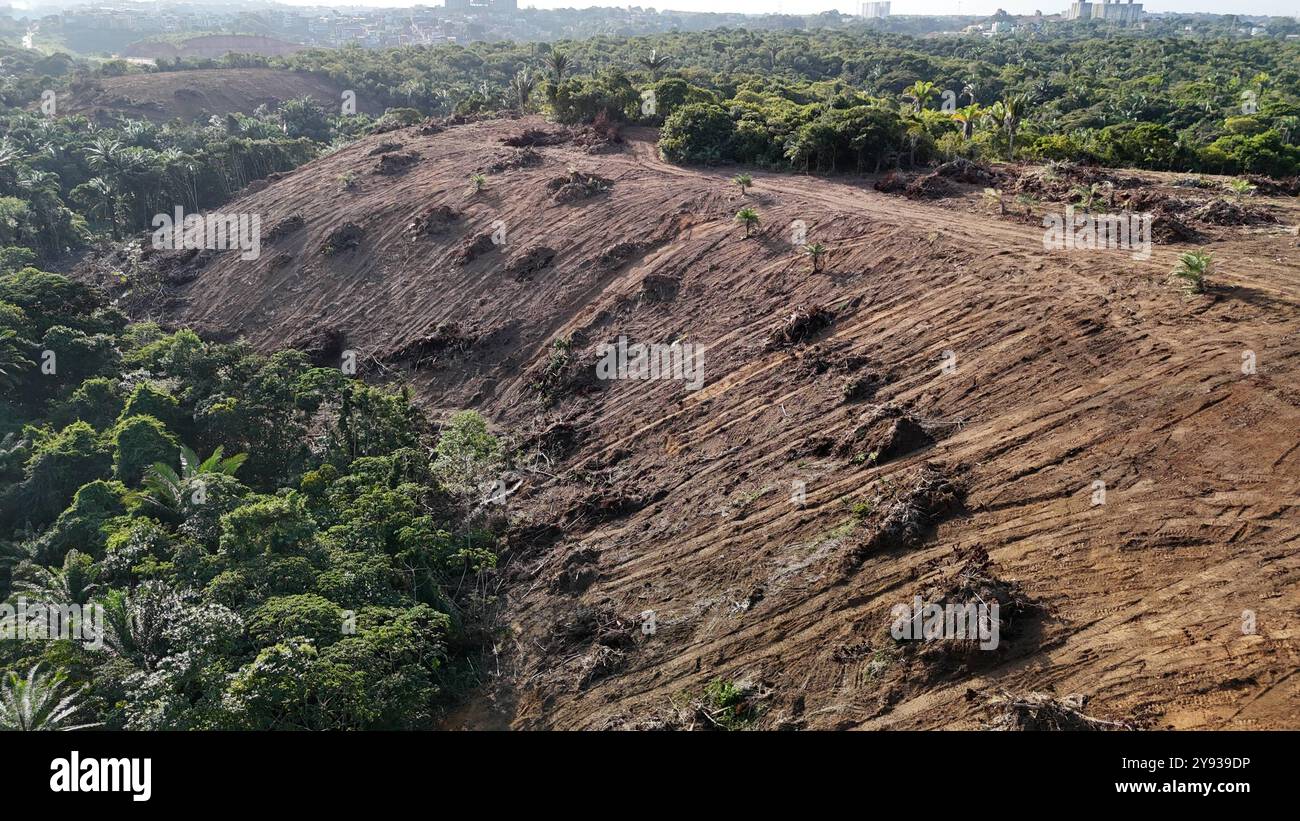deforestation area of the Atlantic Forest salvador, bahia, brazil ...