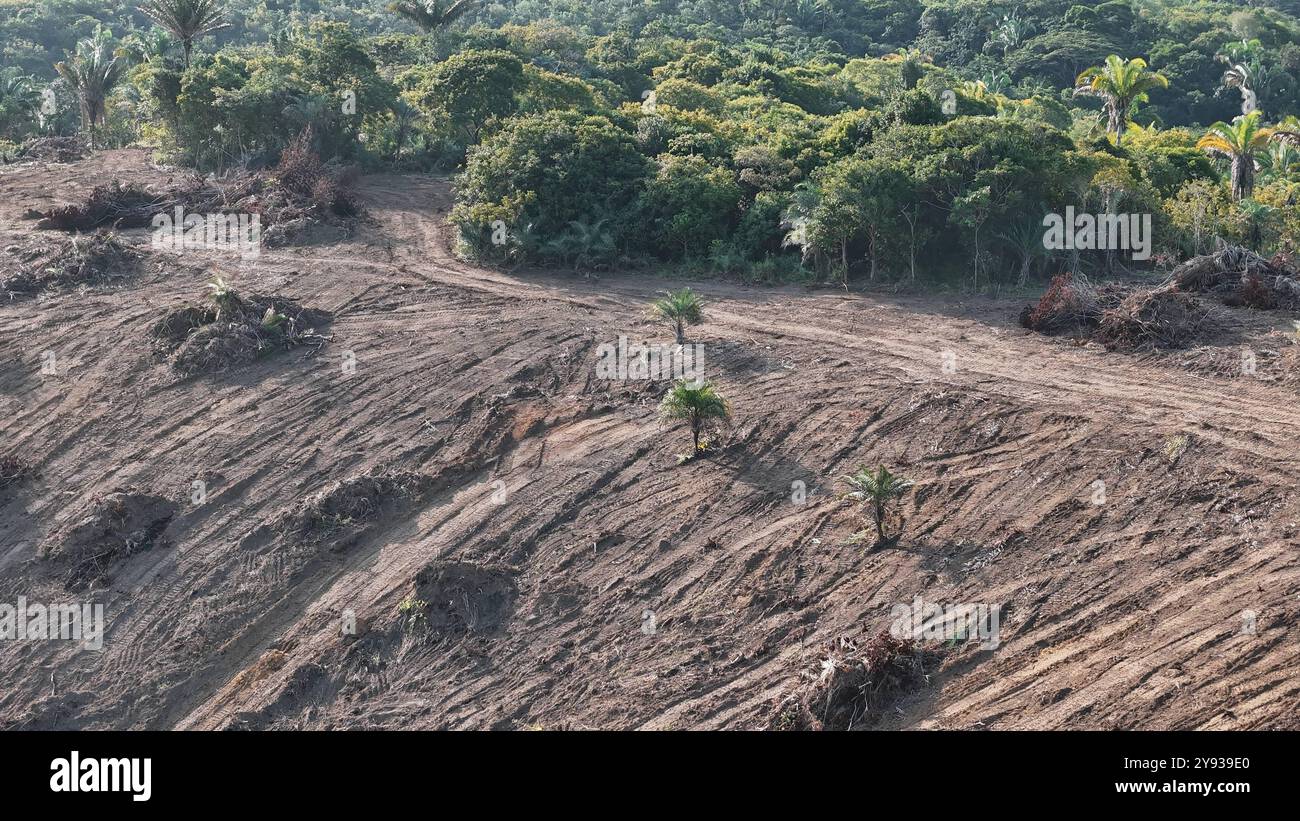 deforestation area of the Atlantic Forest salvador, bahia, brazil ...