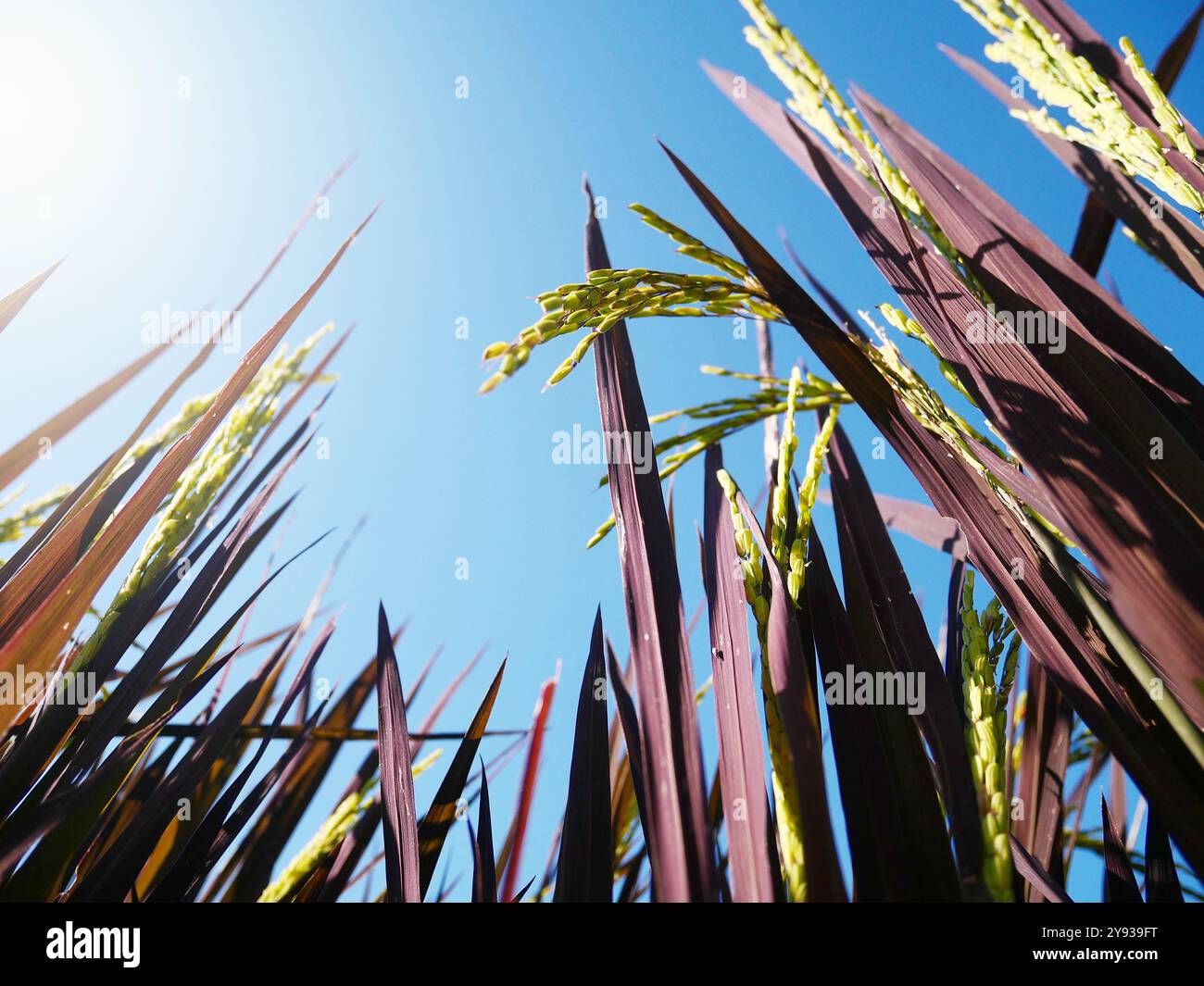 Pink Lady Rice plants new species food plants in Thailand and Southeast ...