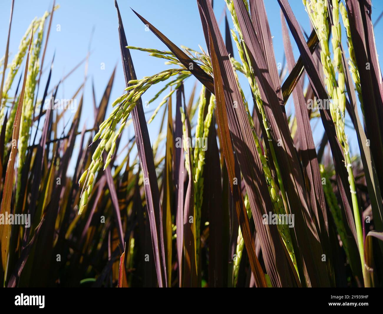Pink Lady Rice plants new species food plants in Thailand and Southeast ...