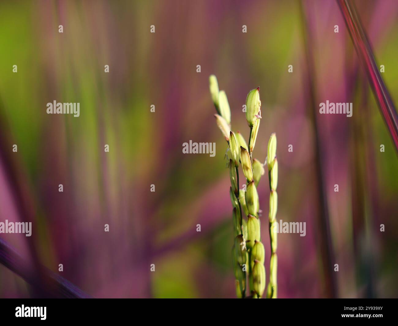 Pink Lady Rice plants new species food plants in Thailand and Southeast ...