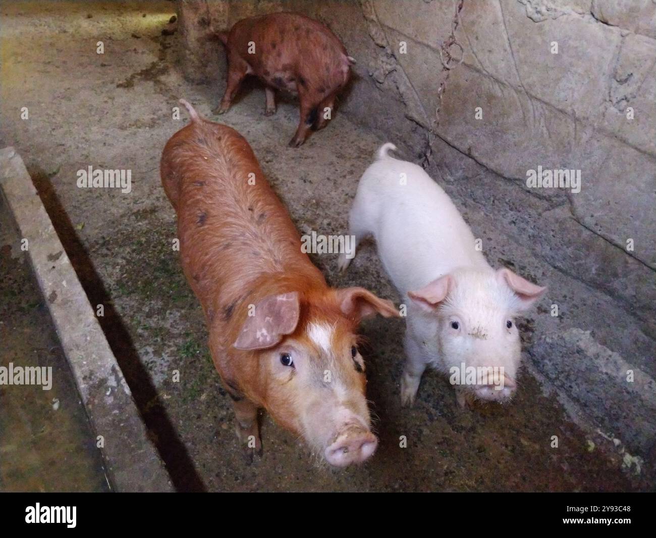 Three little pigs in a stable. Cheerful animals in the barn. Young pigs ...