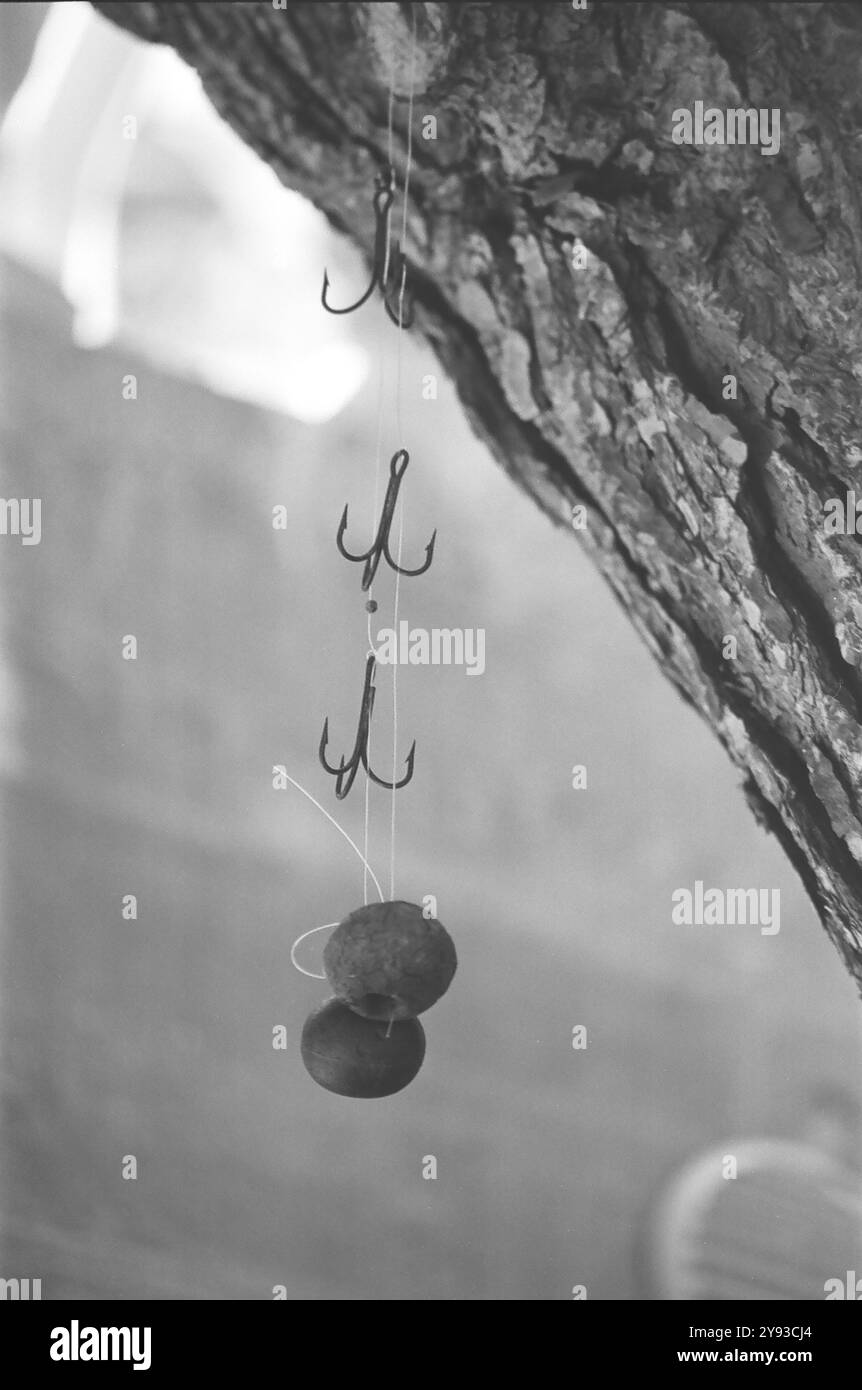three fishing hooks hanging from a tree with ball float Stock Photo - Alamy