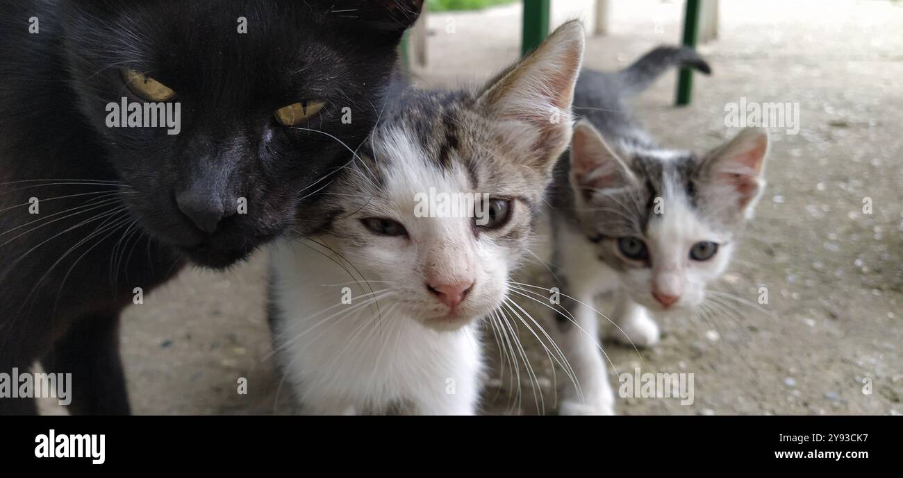 Family of cats. Black mother cat and two white-gray striped kittens ...