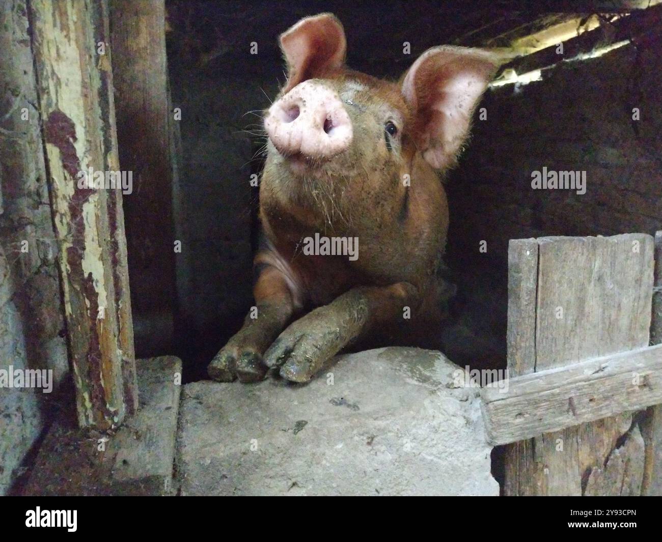 A pig in a barn poses for the camera. The animal lifts its nose and ...