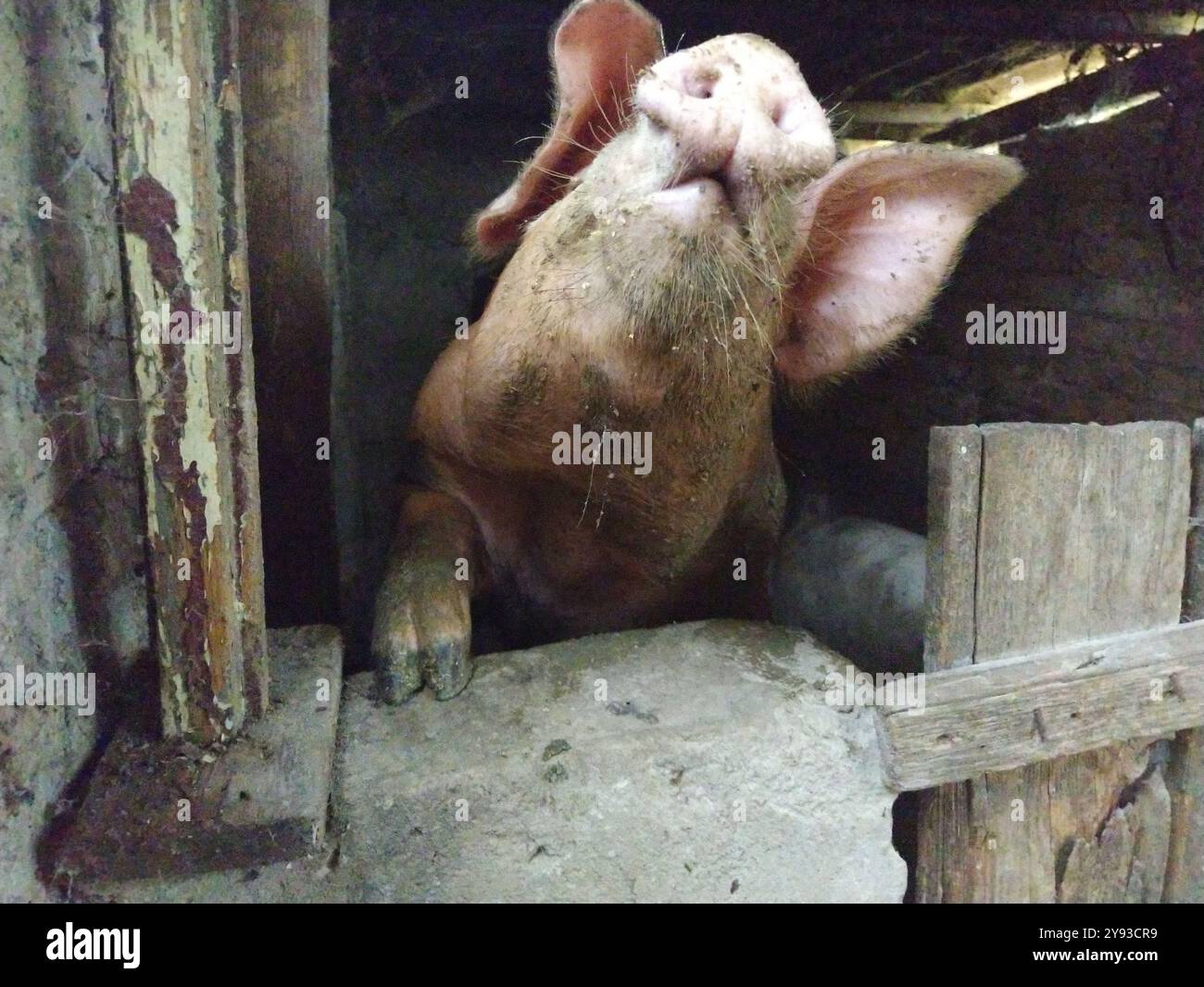 A pig in a barn poses for the camera. The animal lifts its nose and ...