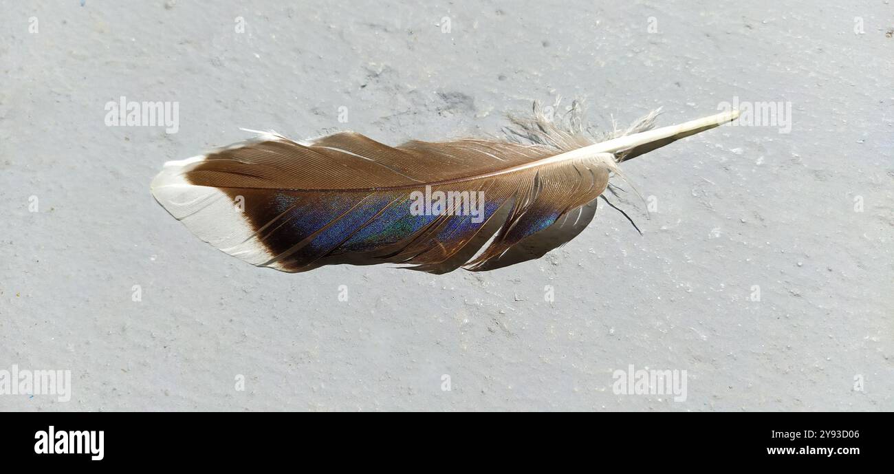bird feather on a light background. A brown feather with a zeo-blue ...