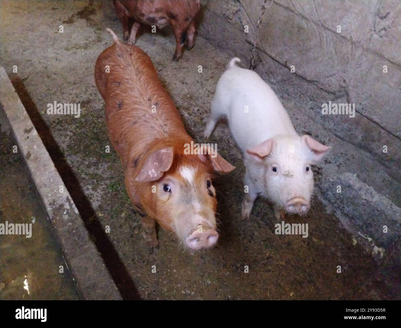 Three little pigs in a stable. Cheerful animals in the barn. Young pigs ...