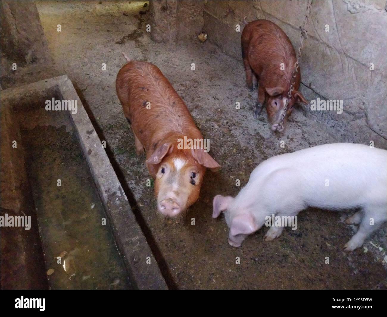 Three little pigs in a stable. Cheerful animals in the barn. Young pigs ...
