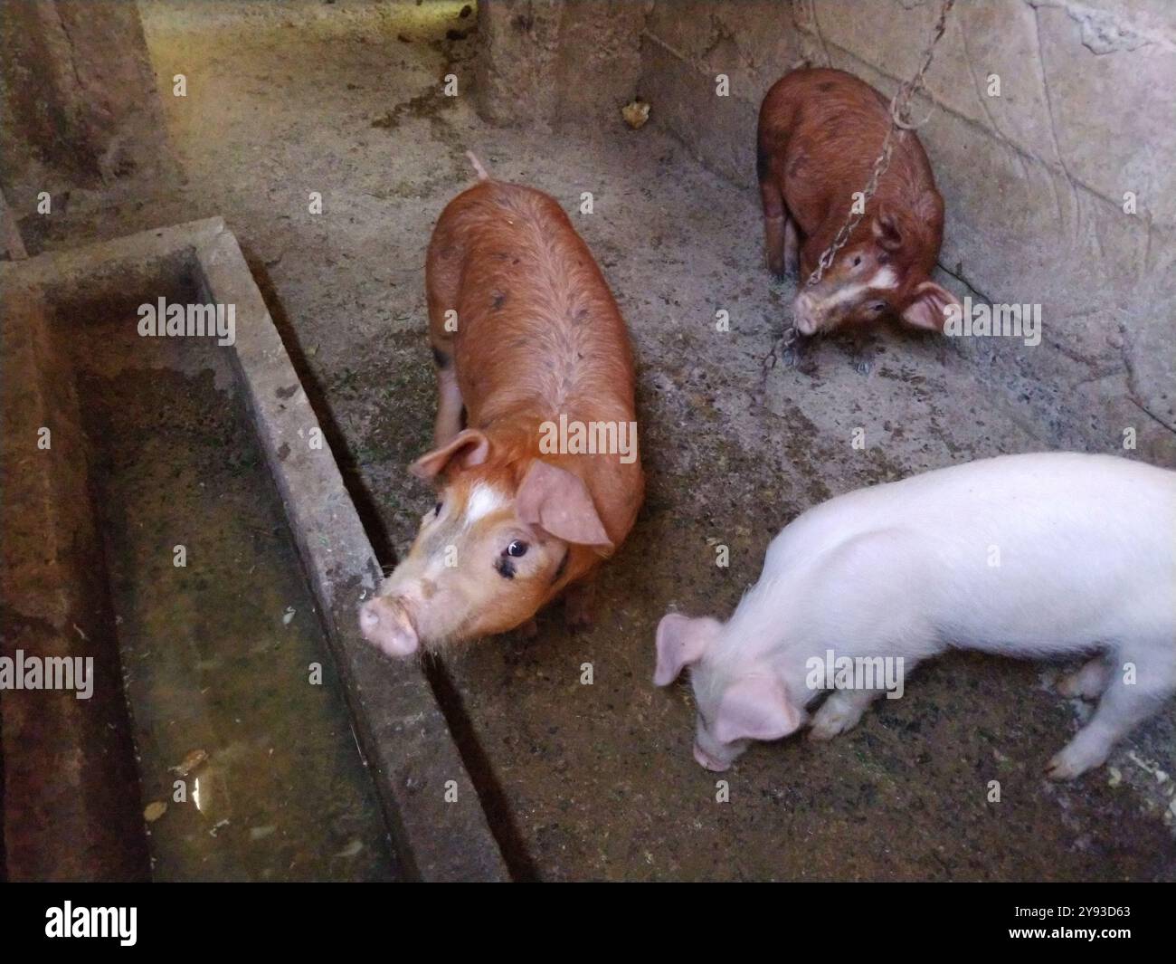 Three little pigs in a stable. Cheerful animals in the barn. Young pigs ...