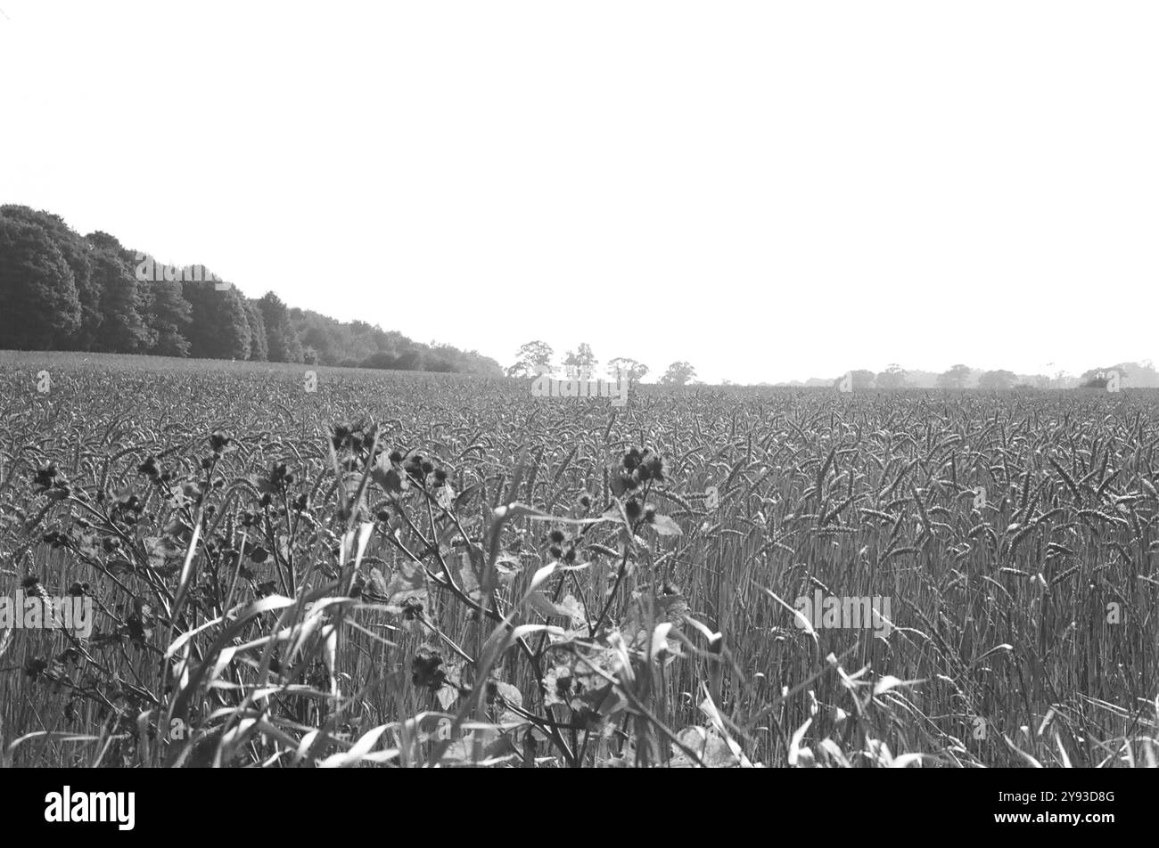 Green landscape surrounded with green trees Black and White Stock ...
