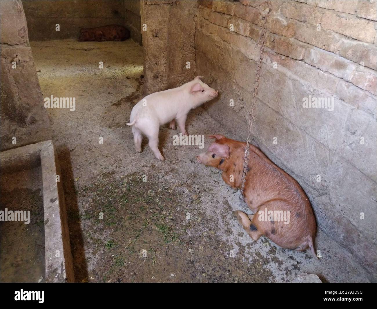 little pigs in a stable. Cheerful animals in the barn. Young pigs for ...