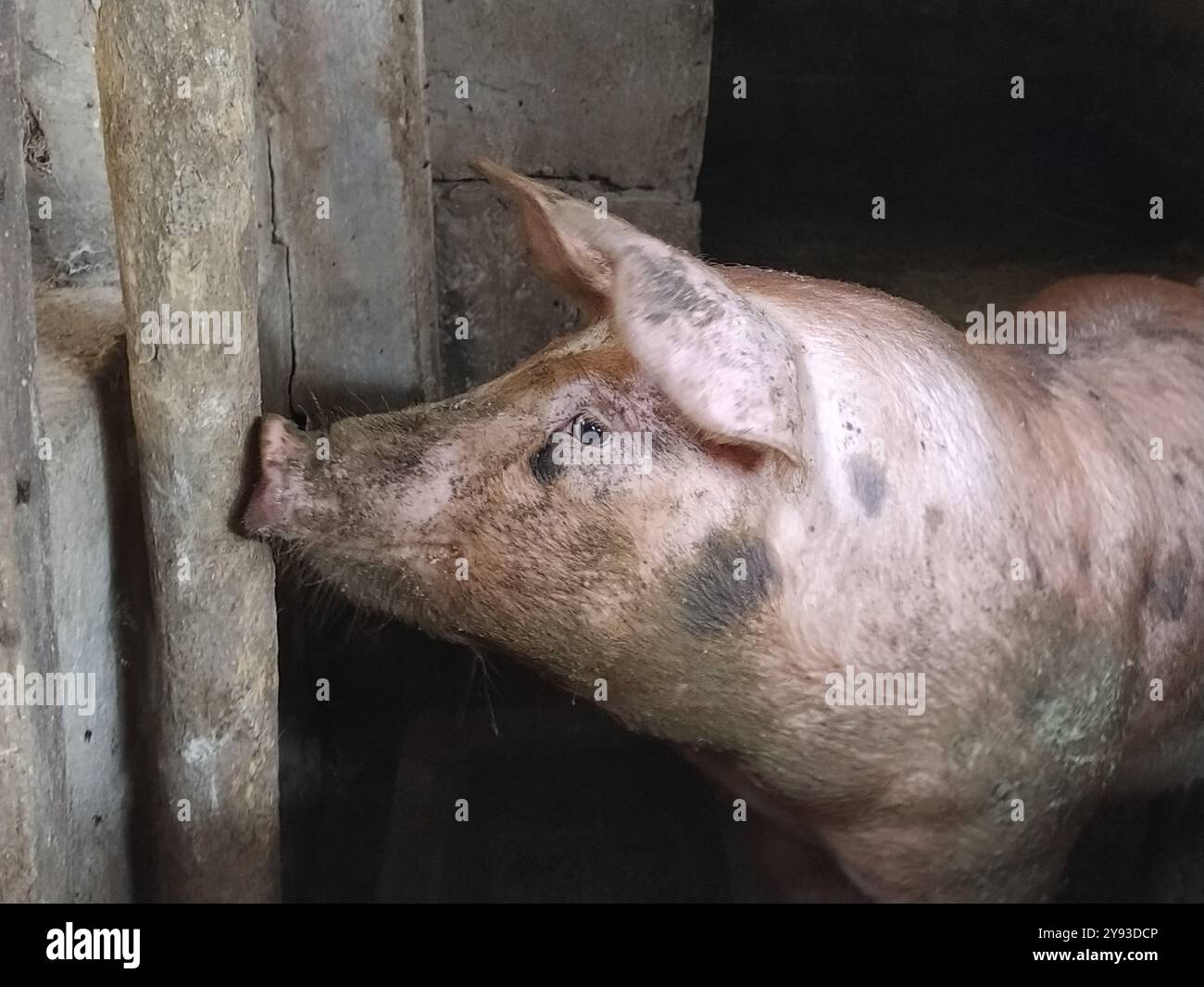 A pig in a barn poses for the camera. The animal lifts its nose and ...