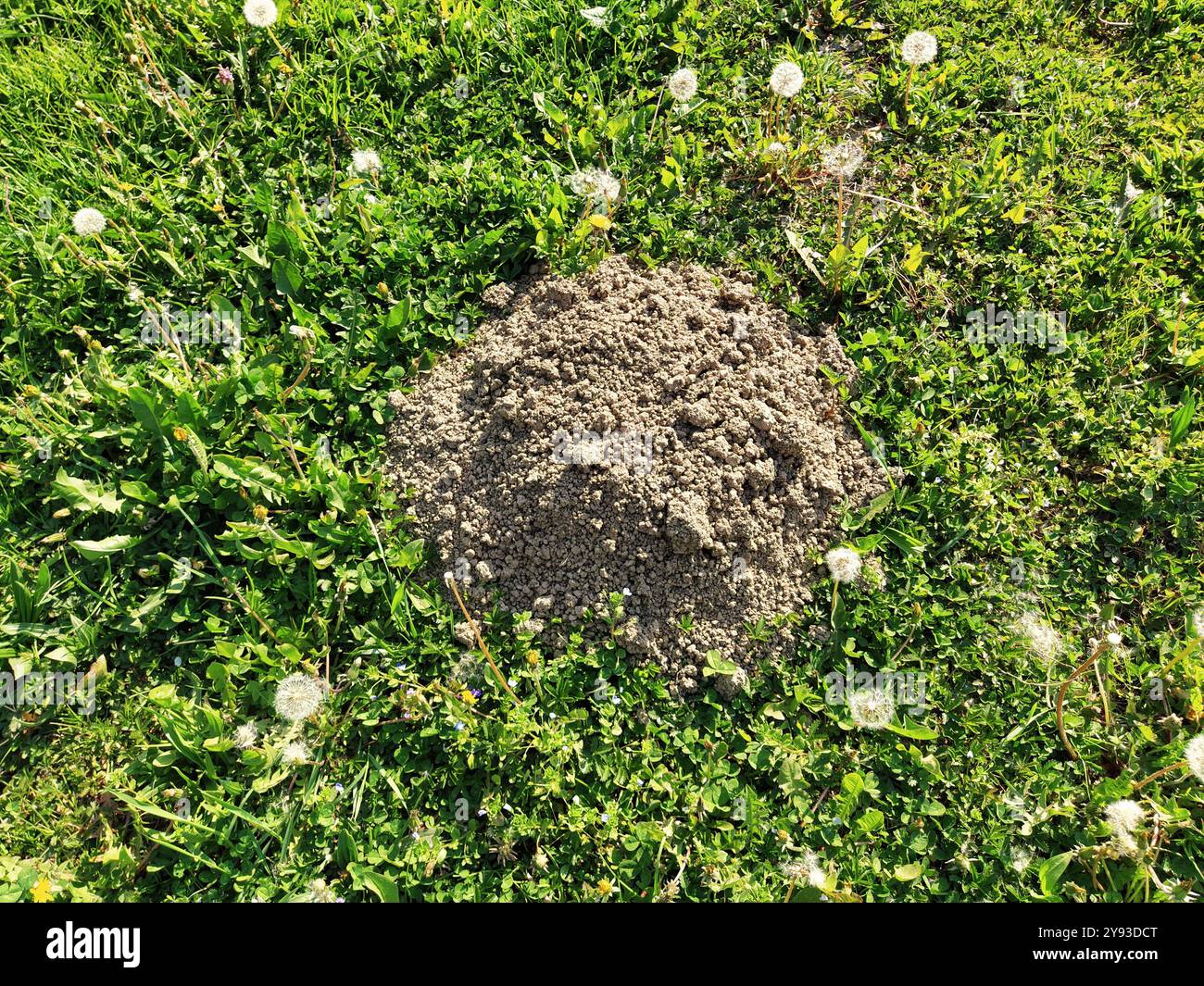 A pile of earth dug by a mole. Loosened sandy soil. Serbia, the Balkans ...