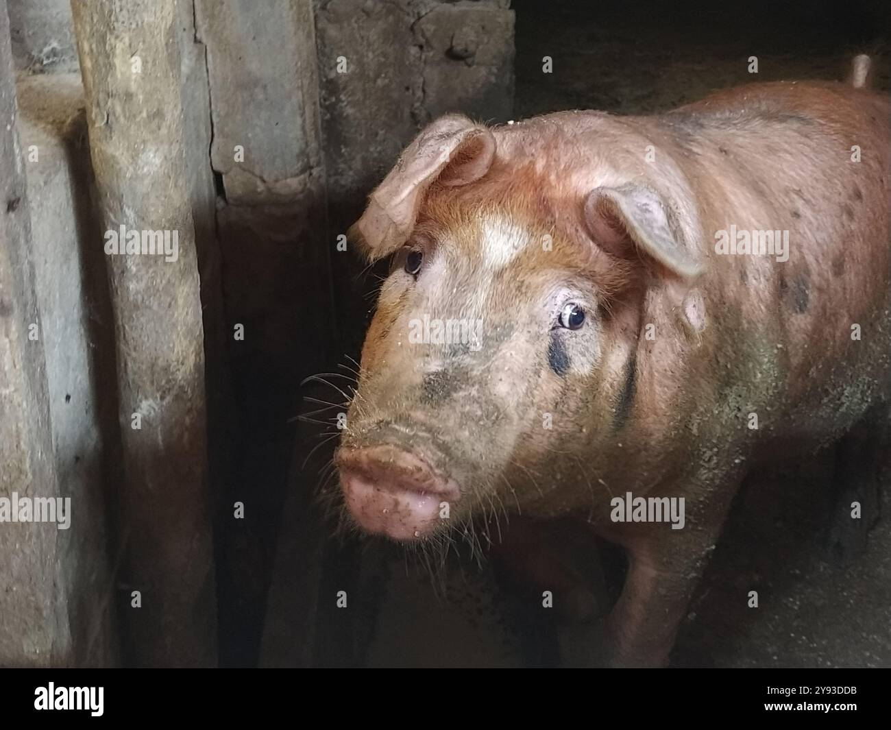 A pig in a barn poses for the camera. The animal lifts its nose and ...