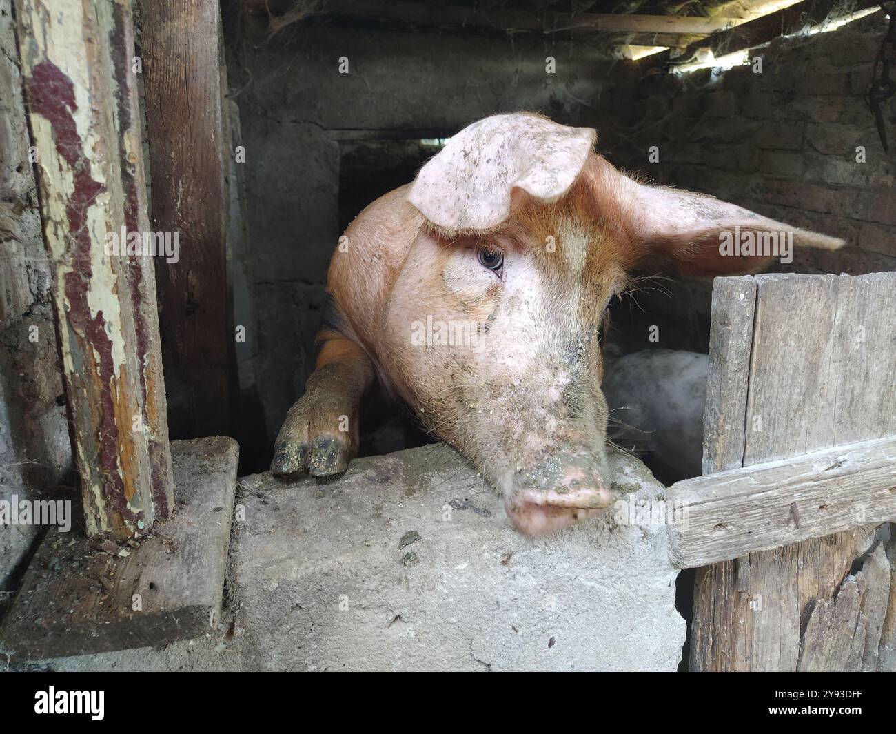 A pig in a barn poses for the camera. The animal lifts its nose and ...
