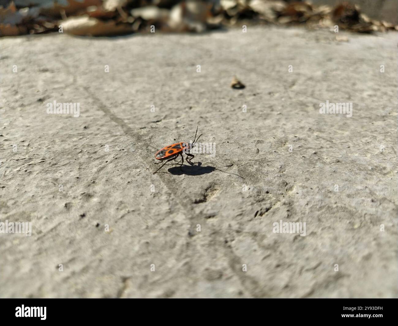 The Eurydema beetle walks on concrete or stone surfaces in sunny ...
