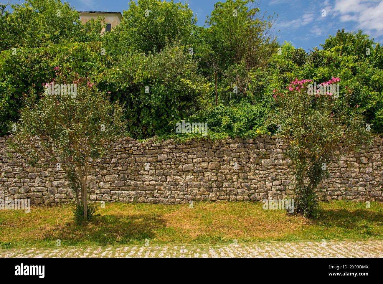 Oleanders and an old stone wall in the residential quarter of the ...