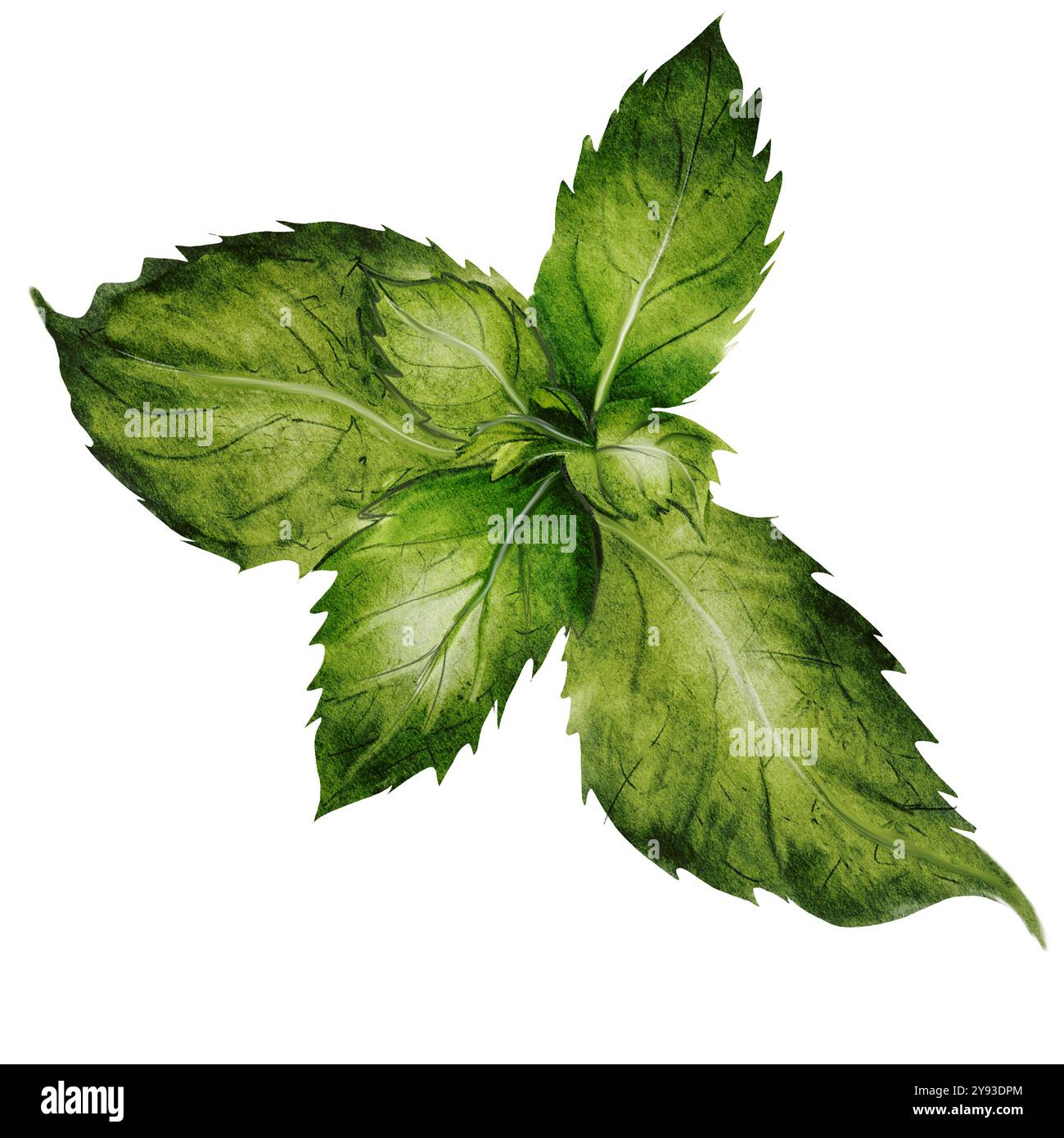 Mint watercolor. Hand drawn plant peppermint on isolated white ...