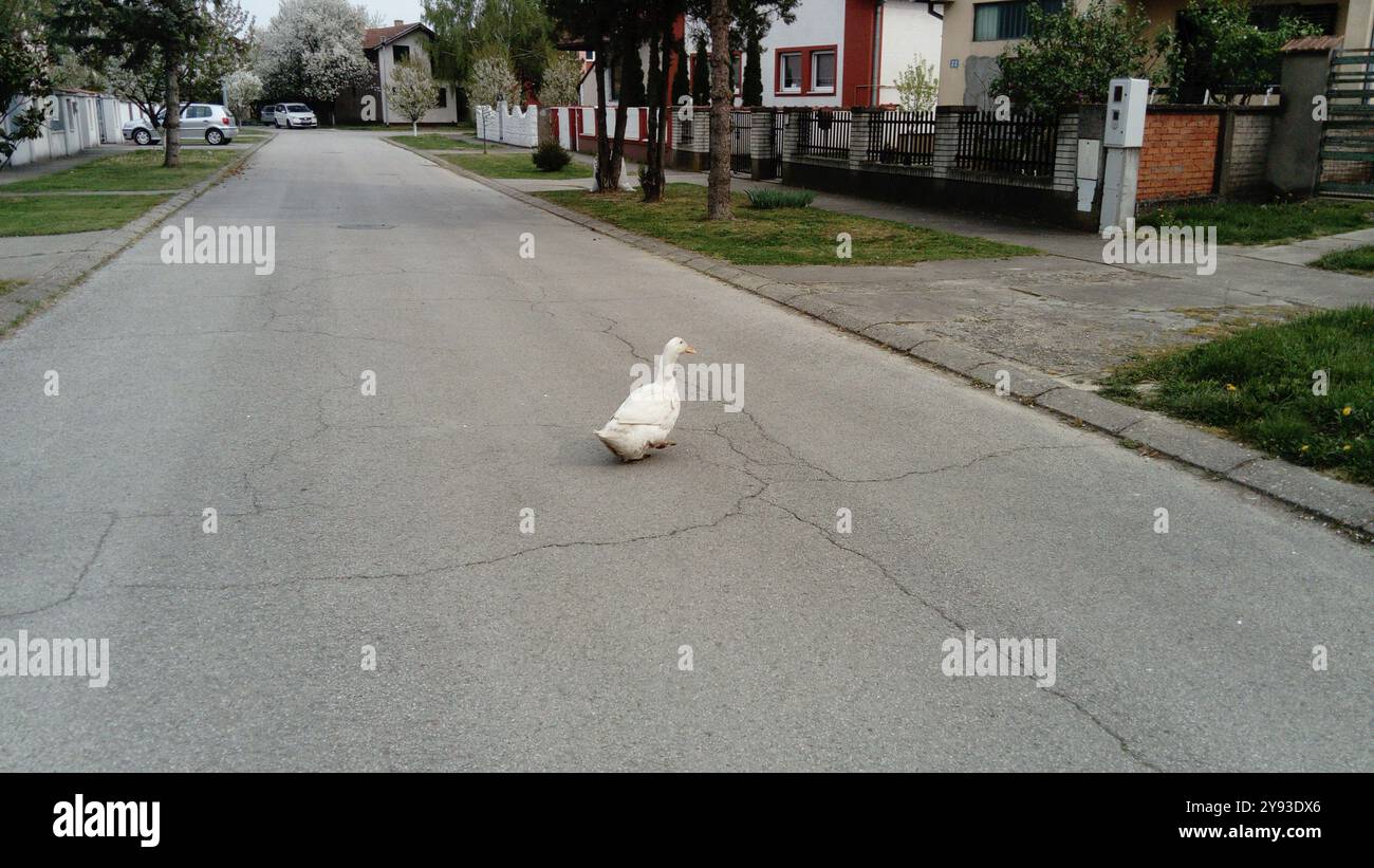 funny goose crossing on a country road. Goose - a layer runs across the ...