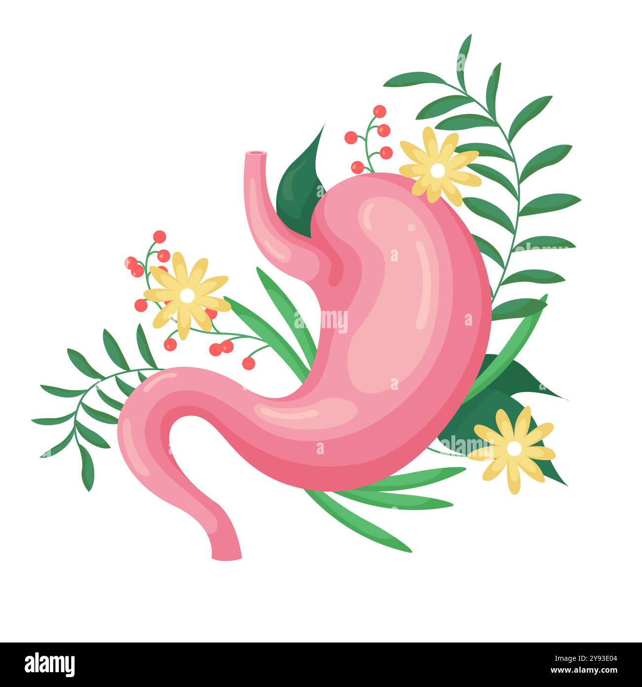 Human healthy stomach with berry twig and leaves, digestive system ...