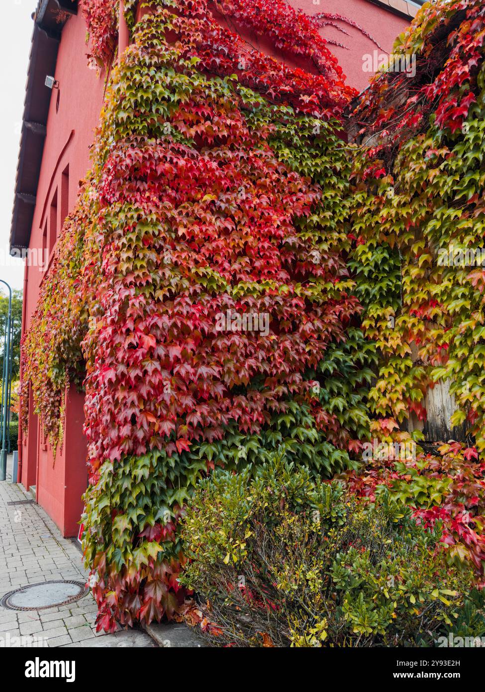 Vibrant Fall Foliage on Urban Building. Spectacular display of colorful ...