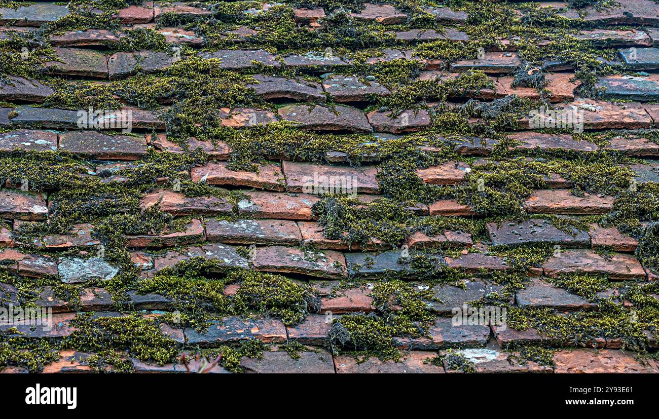 Old tiled roof moss hi-res stock photography and images - Alamy