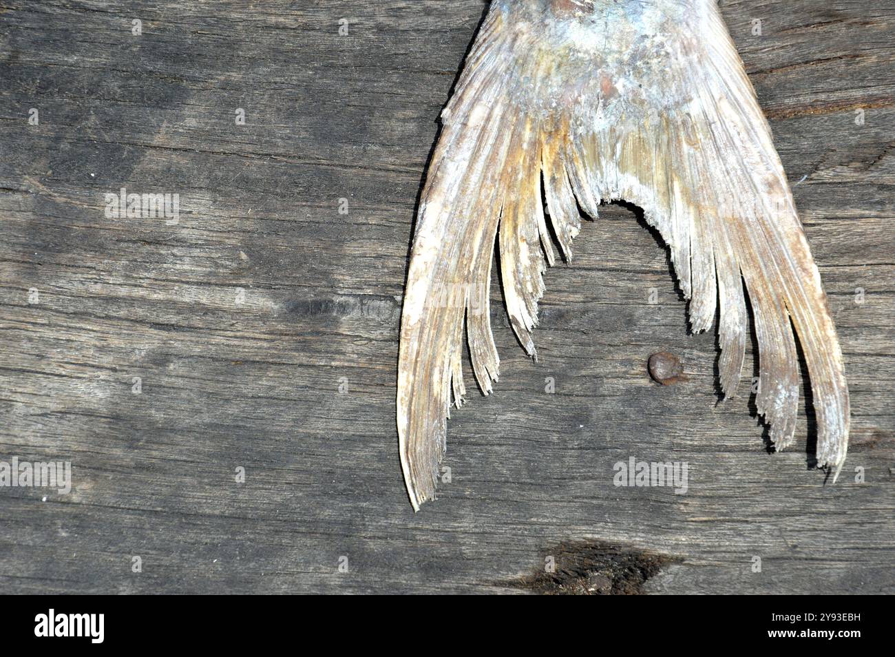 tail fish dry frame in wood Stock Photo - Alamy