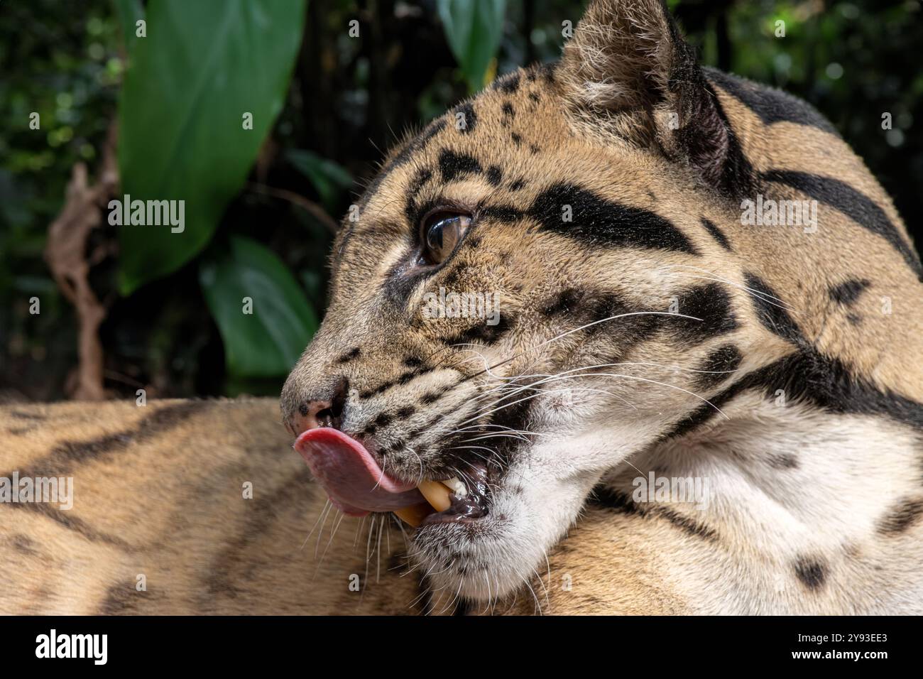 Asian spotted leopard hi-res stock photography and images - Alamy