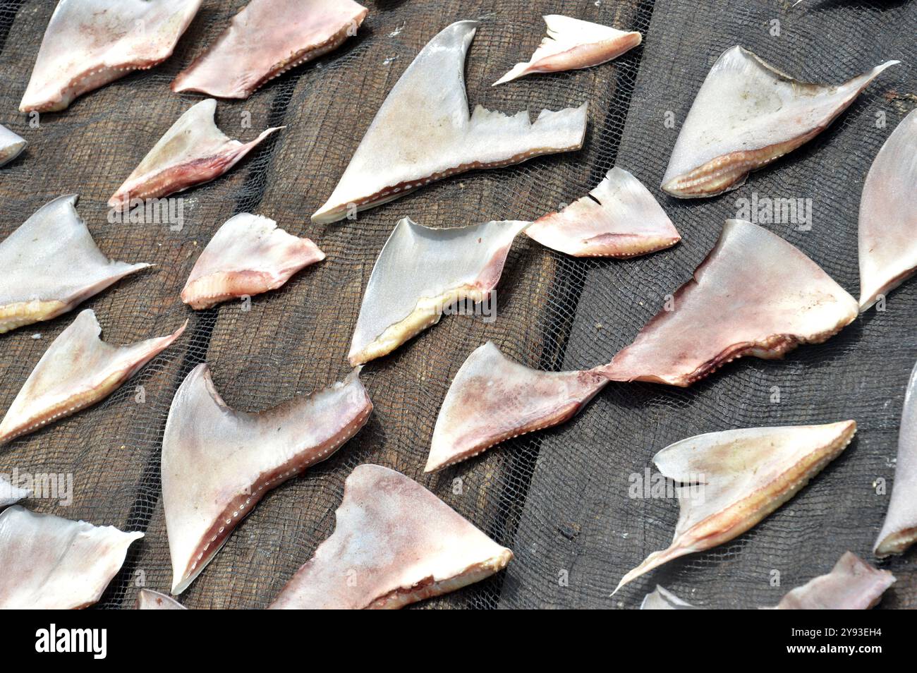 shark fin dried in the wood Stock Photo - Alamy