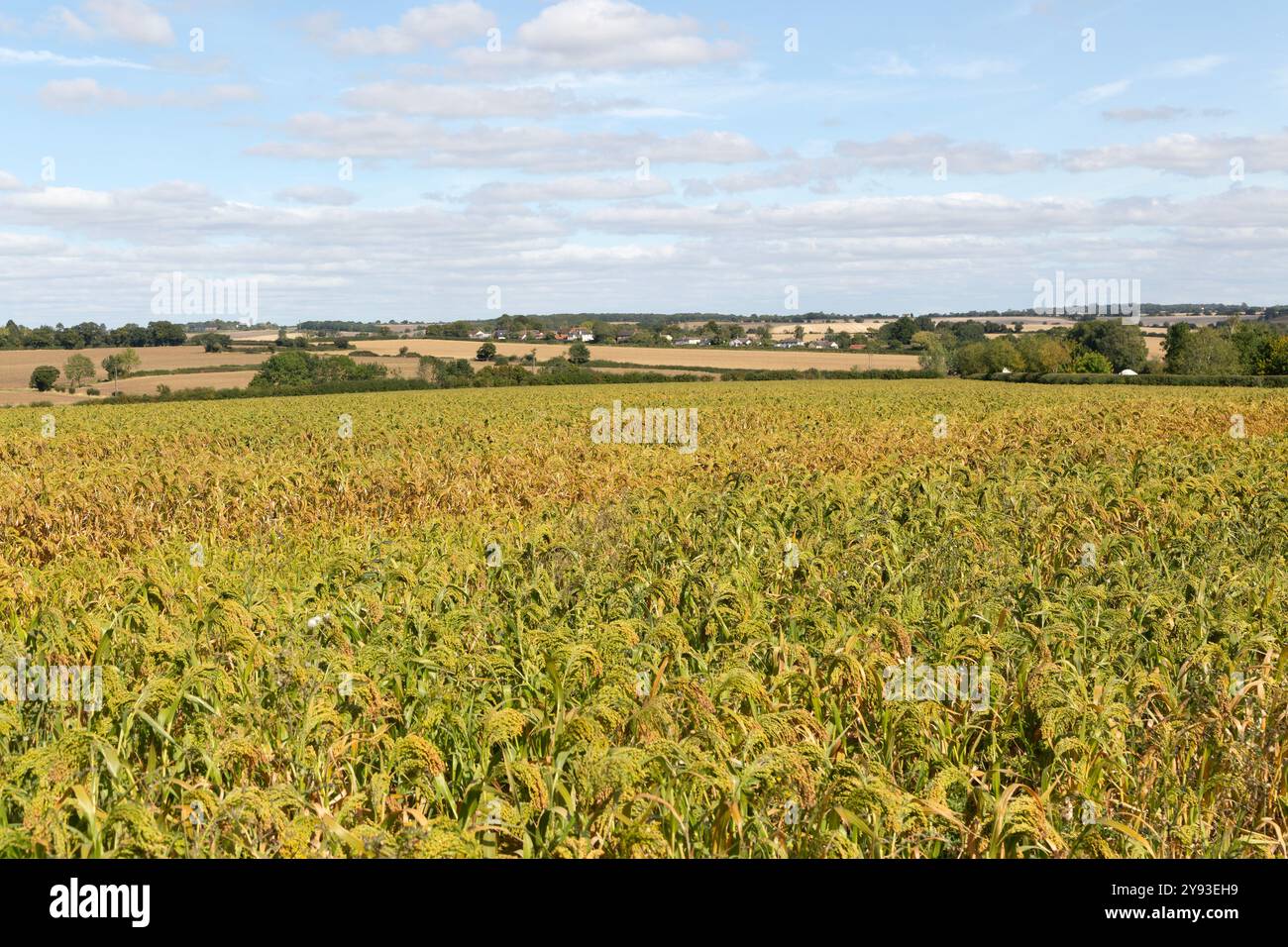 Field of millet crop growing near Hundon, Suffolk, England, UK Stock ...
