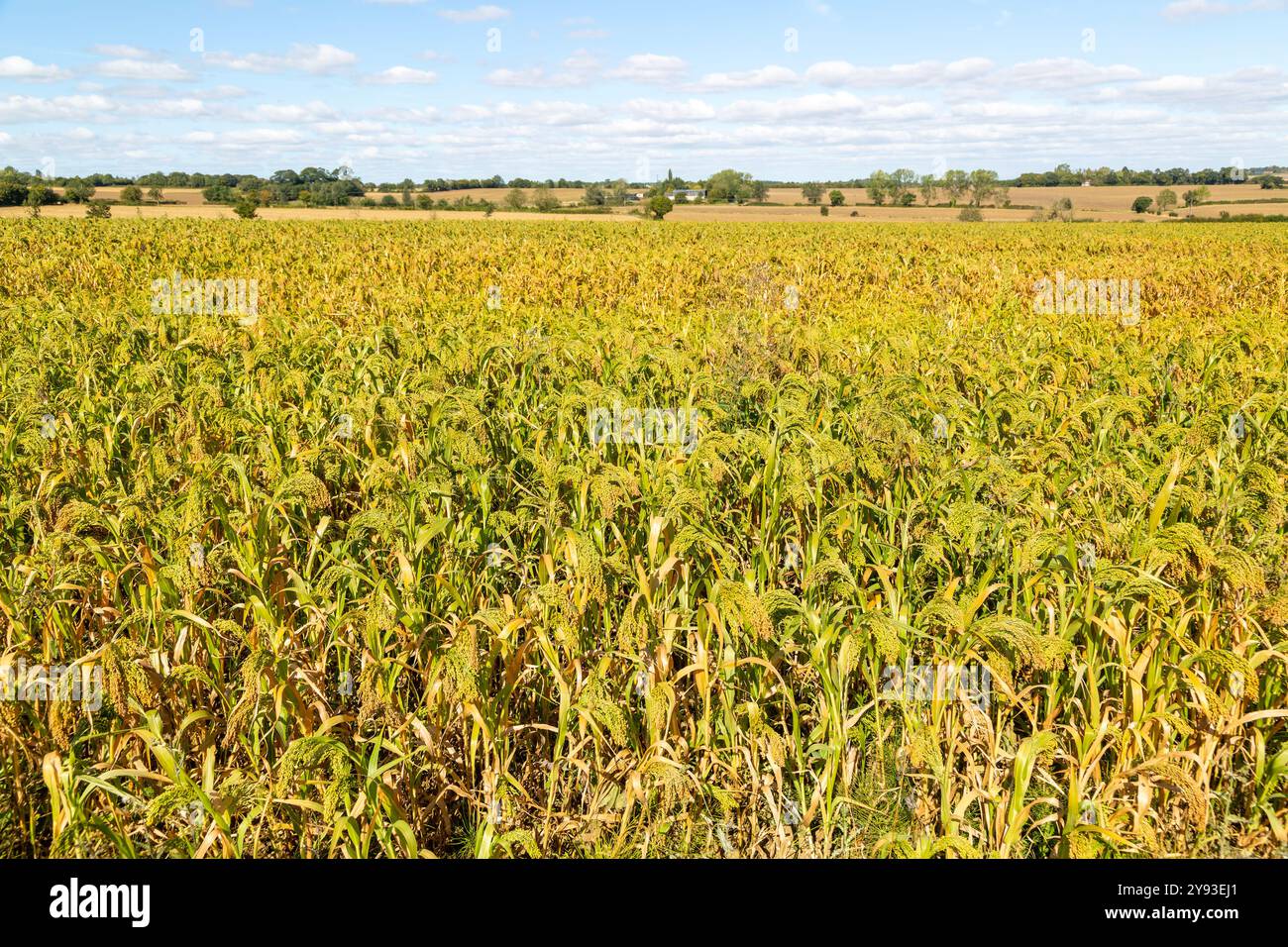 Field of millet crop growing near Hundon, Suffolk, England, UK Stock ...