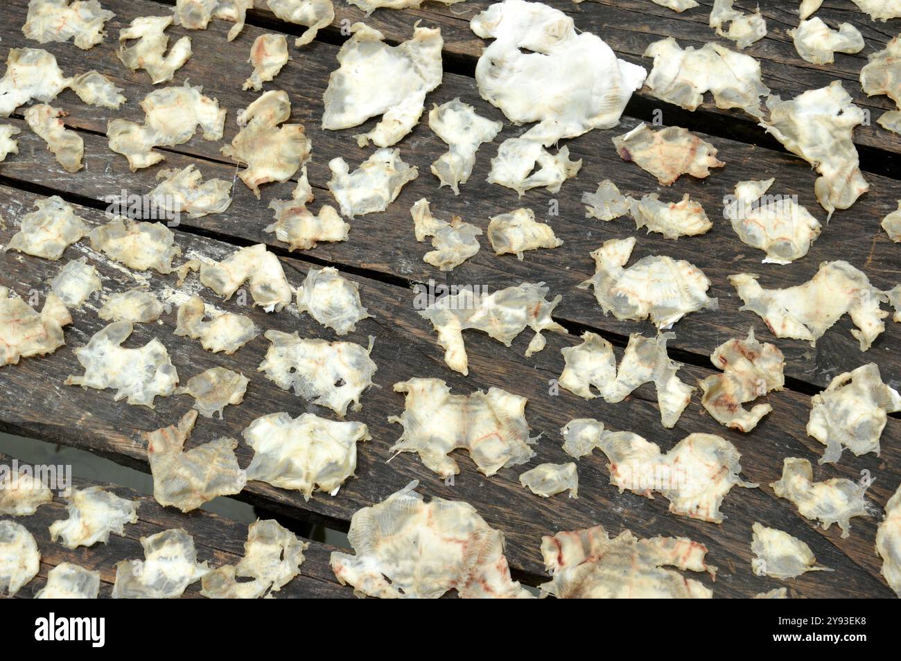 Dried jellyfish hi-res stock photography and images - Alamy