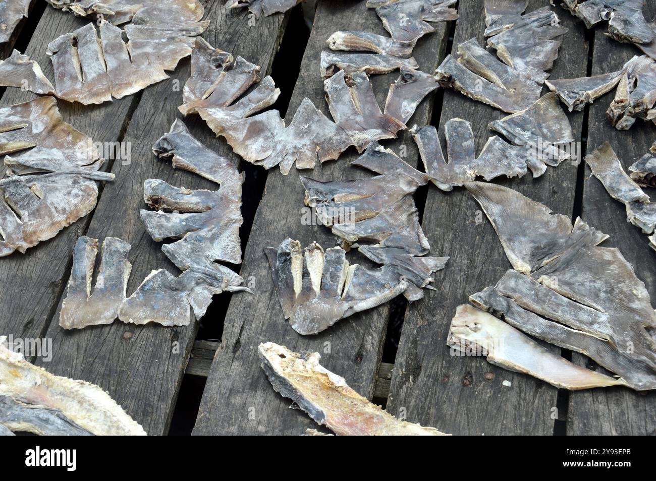 row of dried stingray fish background Stock Photo - Alamy