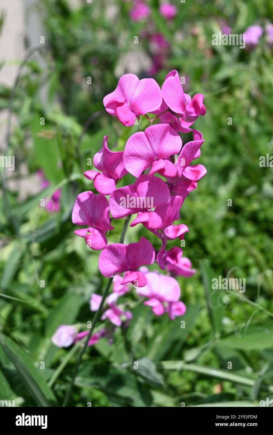 pink sweet pea flowers Stock Photo - Alamy