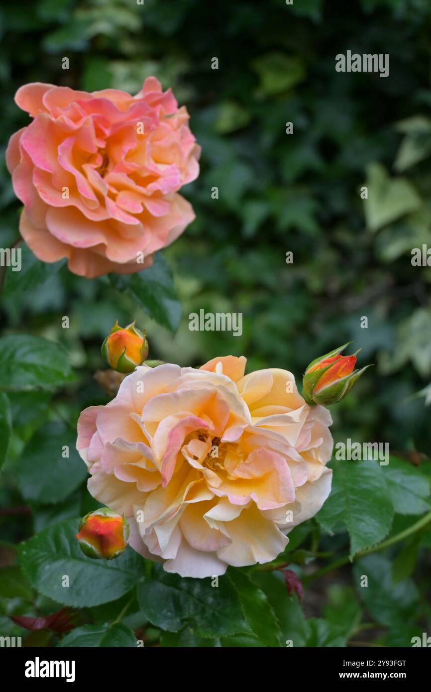 Amber peach hi-res stock photography and images - Alamy