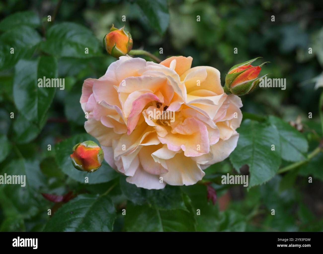 orange rose, precious amber Stock Photo - Alamy
