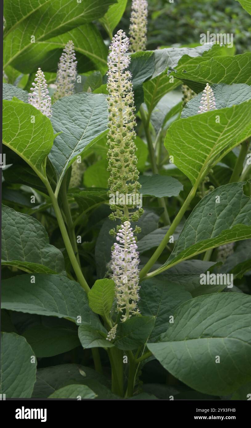 Close up phytolacca americana hi-res stock photography and images - Alamy