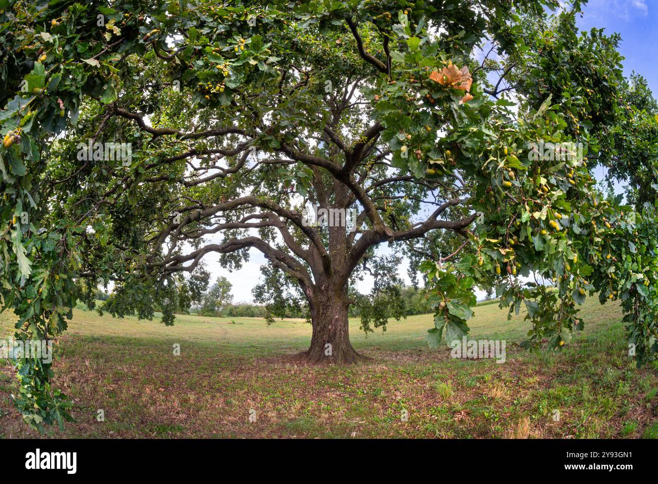 the crown of an oak tree in the countryside Stock Photo - Alamy