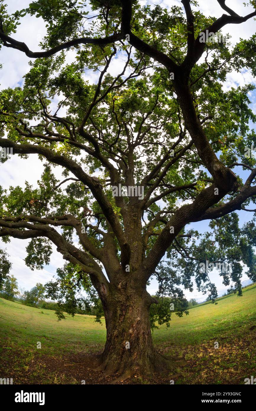the crown of an oak tree in the countryside Stock Photo - Alamy